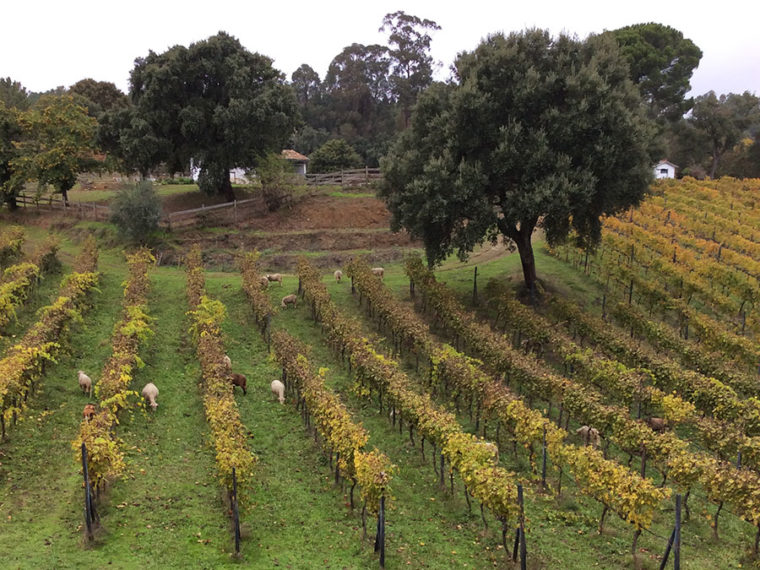 Agro-Toerisme: Proef & Beleef | Saudades de Portugal